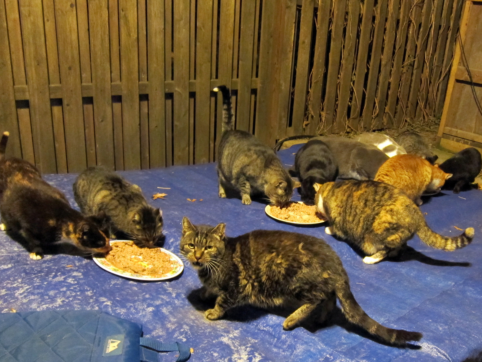 New Yorker video documenting our TNR work